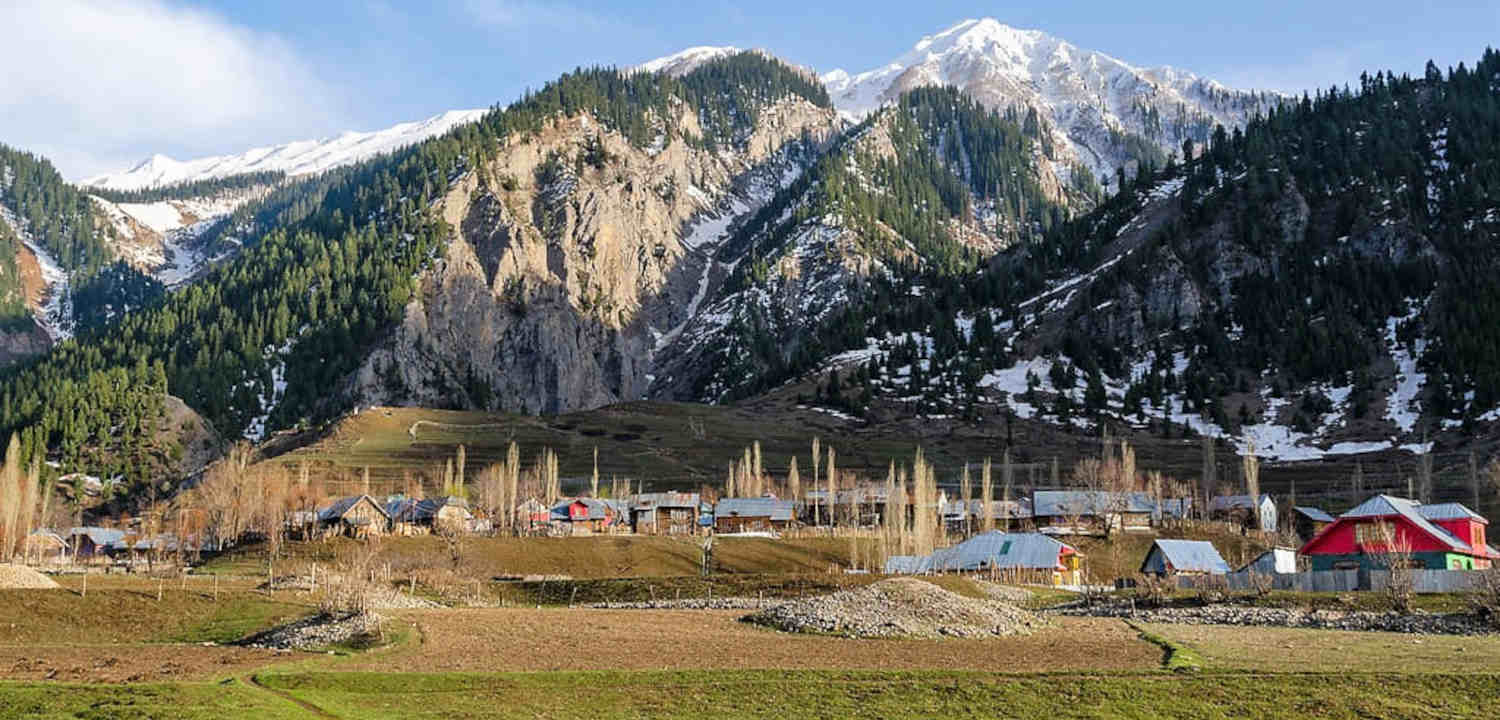 DARD-SHINS OF GUREZ – Kashmir RootStock