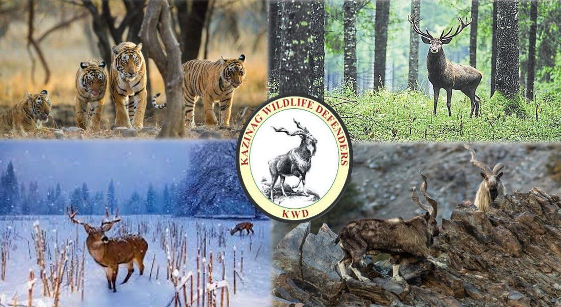 THE MARKHOR: PRIDE OF KASHMIR – Kashmir RootStock