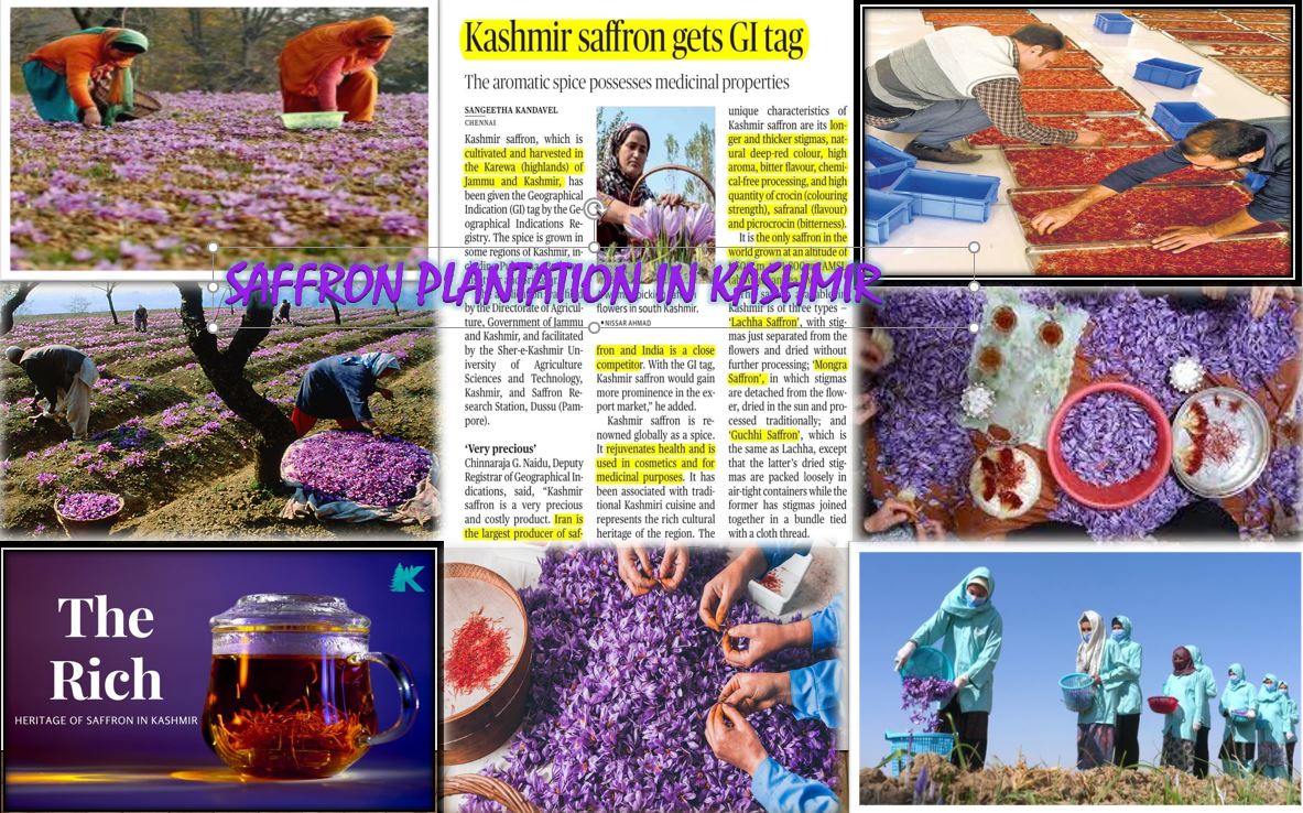SAFFRON PLANTATION IN KASHMIR: CULTIVATING TRADITION AND CHARTING A ...
