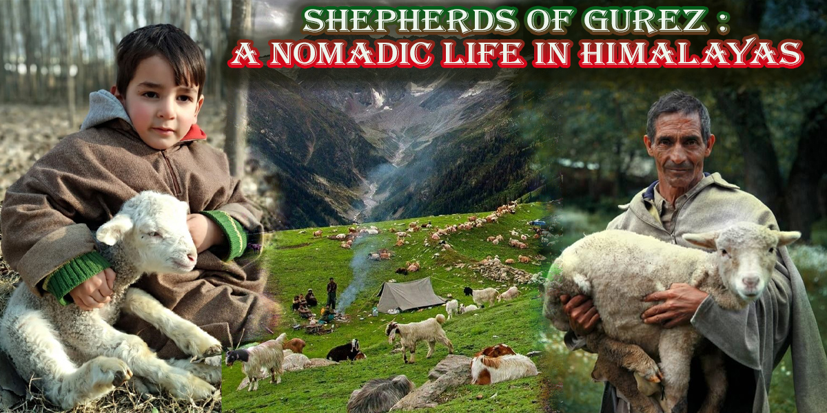 SHEPHERDS OF GUREZ: A NOMADIC LIFE IN HIMALAYAS – Kashmir RootStock